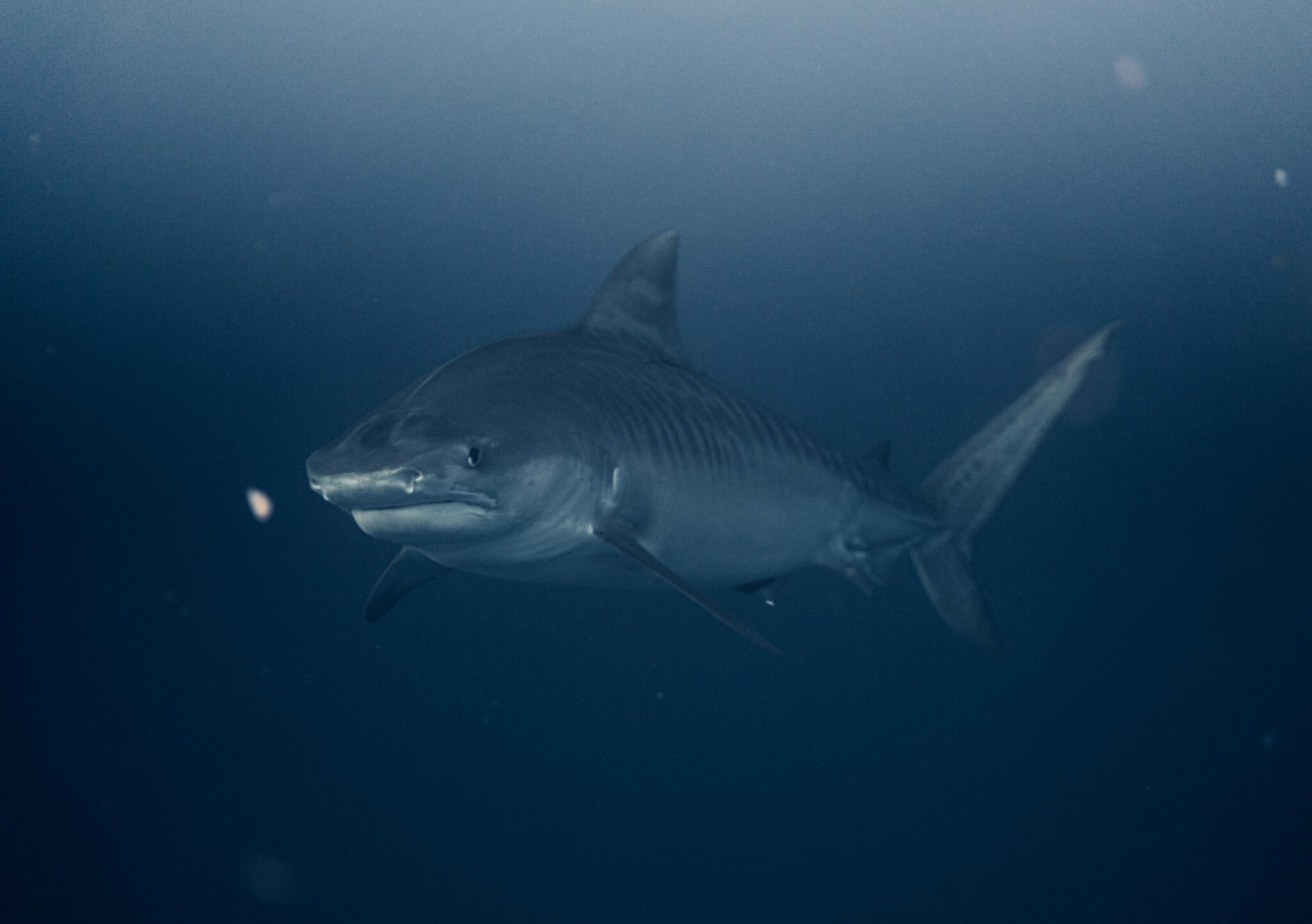 Tiger Shark